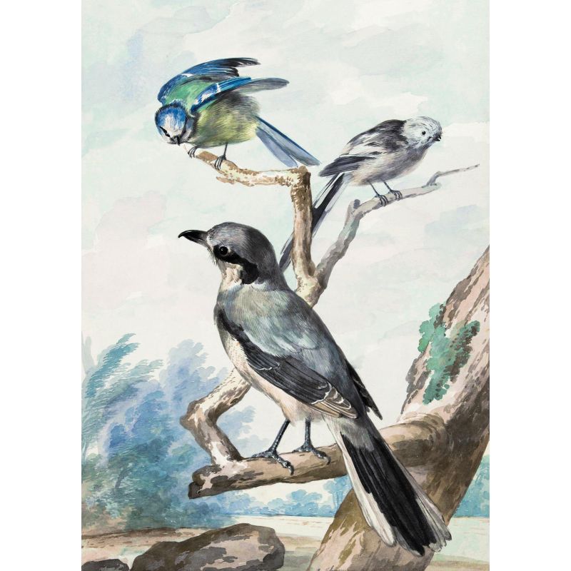 Plakat - Fugler i naturen